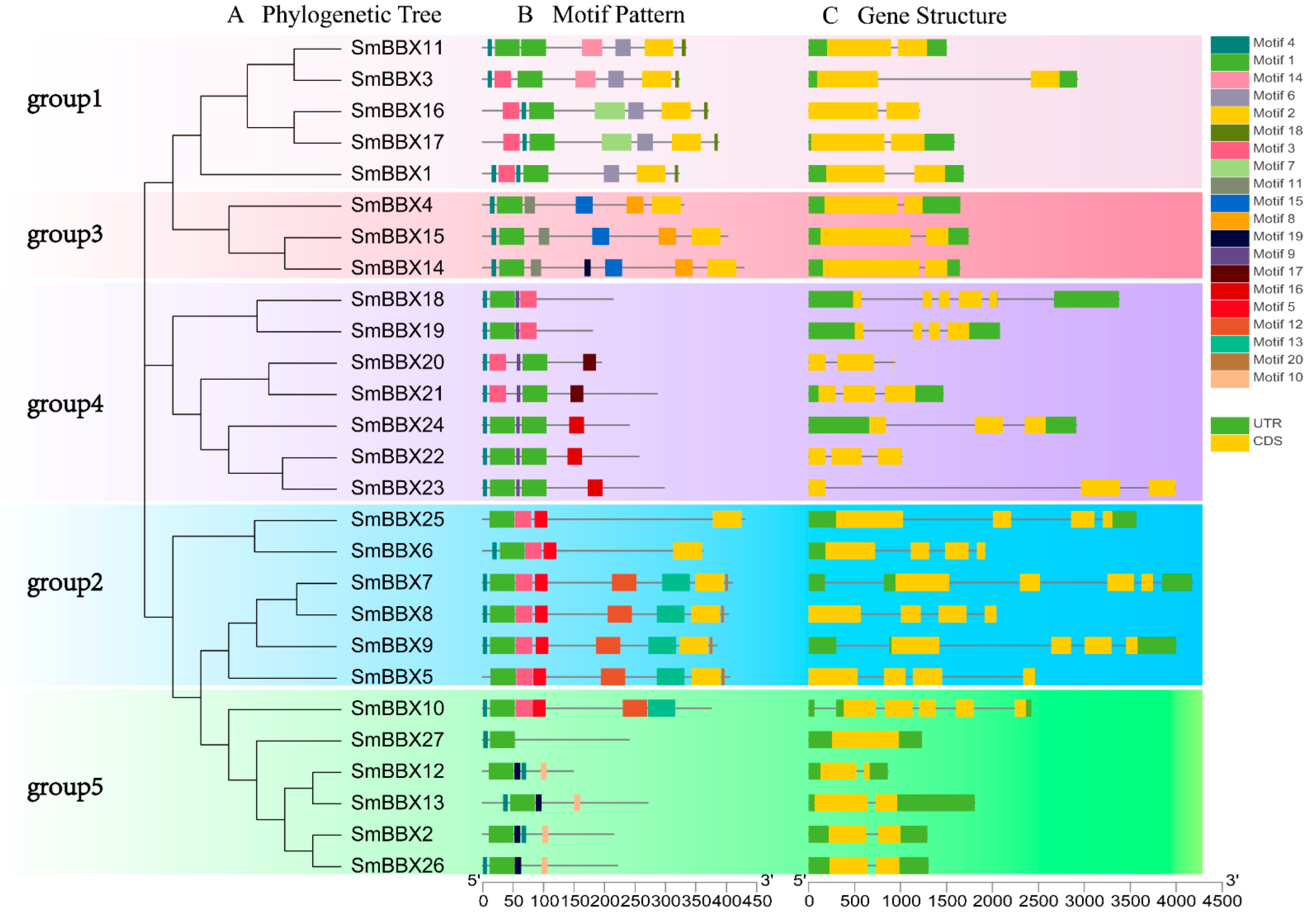 IJMS | Free Full-Text | Genome-Wide Characterization of B-Box Gene ...