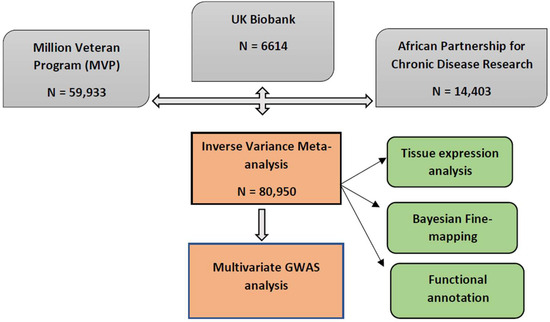 Meta-Analysis and Multivariate GWAS Analyses in 80,950 Individuals of African Ancestry Identify ...