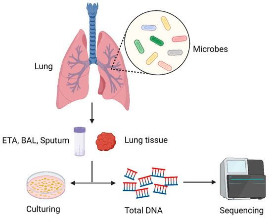 The Lung Microbiome: A New Frontier for Lung and Brain Disease