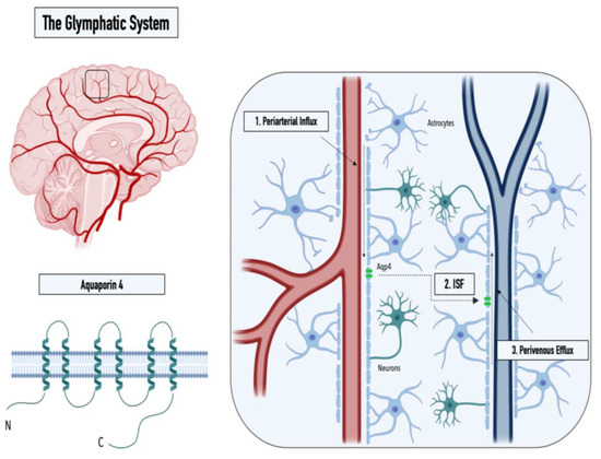 How Organ-on-a-Chip Technology Can Assist in Studying the Role of the ...