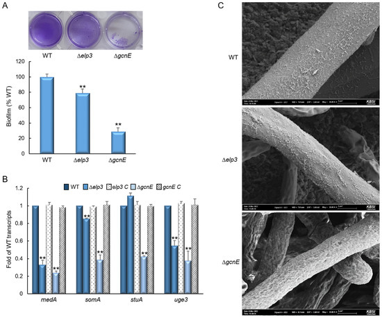 Functional Characterization of the GNAT Family Histone ...