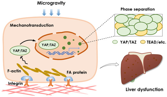 Potential Roles of YAP/TAZ Mechanotransduction in Spaceflight-Induced Liver Dysfunction