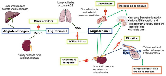Neurogenic Hypertension, the Blood–Brain Barrier, and the Potential ...