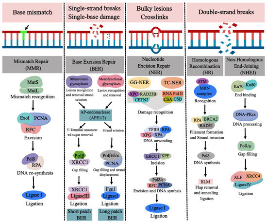 Neural Tube Defects and Folate Deficiency: Is DNA Repair Defective?