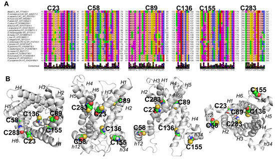 The Mycotoxin Patulin Inhibits the Mitochondrial Carnitine ...