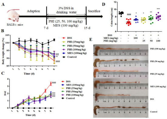 Phillygenin Attenuated Colon Inflammation and Improved Intestinal ...