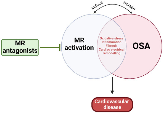 Cardiovascular Disease in Obstructive Sleep Apnea: Putative ...