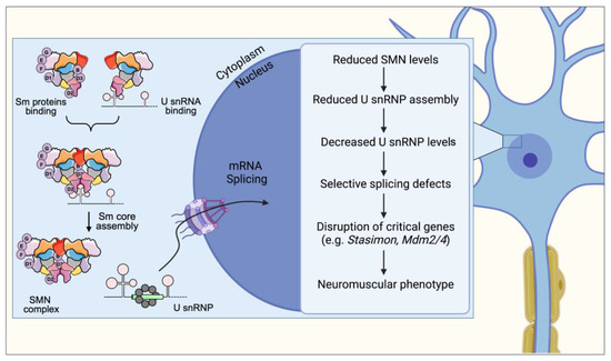 The SMN Complex at the Crossroad between RNA Metabolism and ...