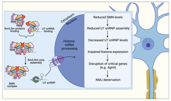 The SMN Complex at the Crossroad between RNA Metabolism and ...