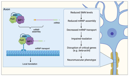 The SMN Complex at the Crossroad between RNA Metabolism and ...