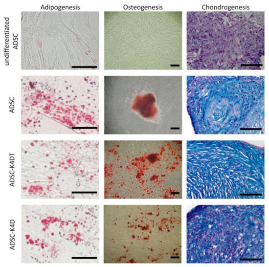 Immortalized Canine Adipose-Derived Mesenchymal Stem Cells as a Novel ...