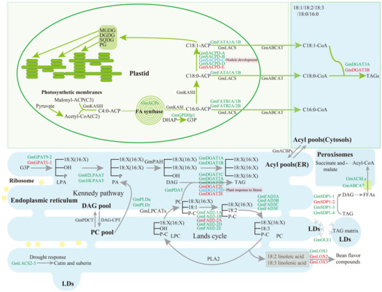 Bioengineering of Soybean Oil and Its Impact on Agronomic Traits