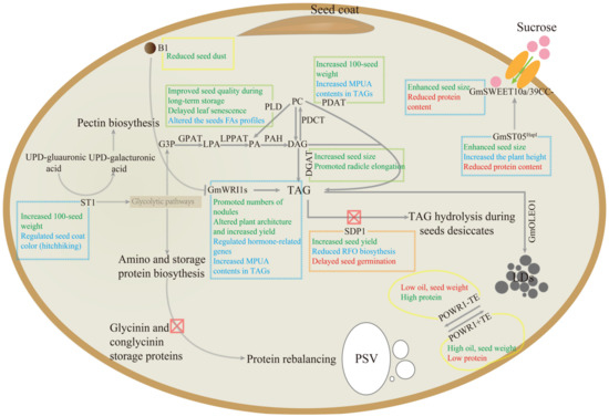 Bioengineering of Soybean Oil and Its Impact on Agronomic Traits