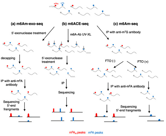Regulation of Gene Expression by m6Am RNA Modification