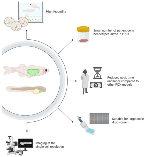 Zebrafish Cancer Avatars: A Translational Platform for Analyzing Tumor ...