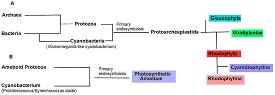 Phycobilisomes and Phycobiliproteins in the Pigment Apparatus of ...