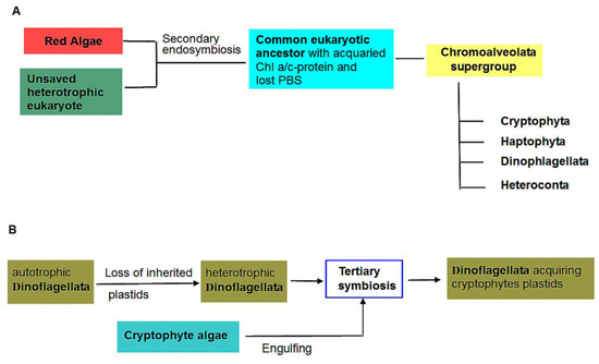 Phycobilisomes and Phycobiliproteins in the Pigment Apparatus of ...