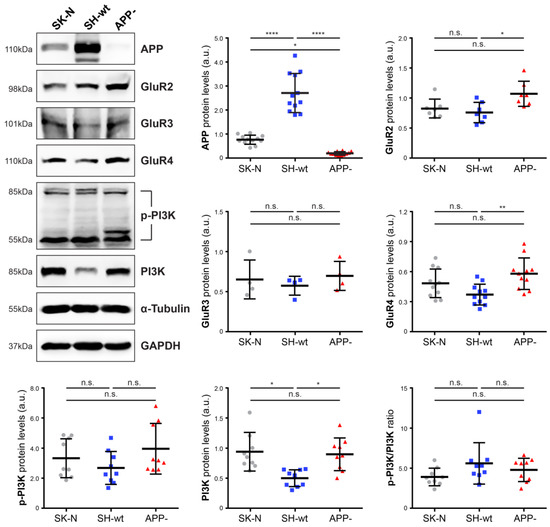 Knockdown of Amyloid Precursor Protein Increases Ion Channel Expression ...