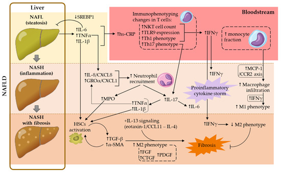 Overview of Cellular and Soluble Mediators in Systemic Inflammation ...