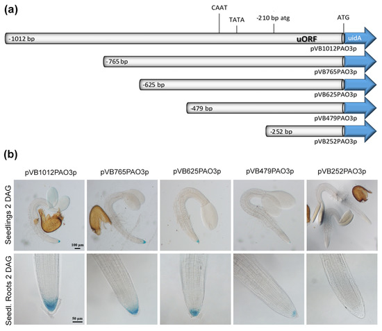 GUS Reporter-Aided Promoter Deletion Analysis of A. thaliana POLYAMINE ...