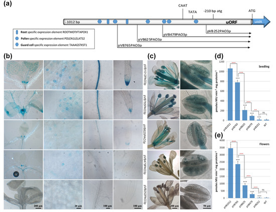 GUS Reporter-Aided Promoter Deletion Analysis of A. thaliana POLYAMINE ...