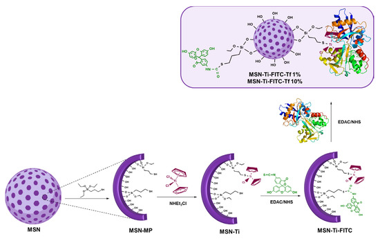 IJMS | Free Full-Text | Biological Use of Nanostructured Silica-Based ...