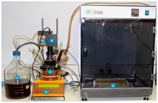 The Antimicrobial Activity of Curcumin and Xanthohumol on Bacterial ...