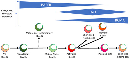 Dual Role of B Cells in Multiple Sclerosis