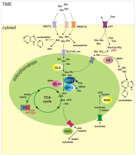 Glutamine Metabolism in Cancer Stem Cells: A Complex Liaison in the ...
