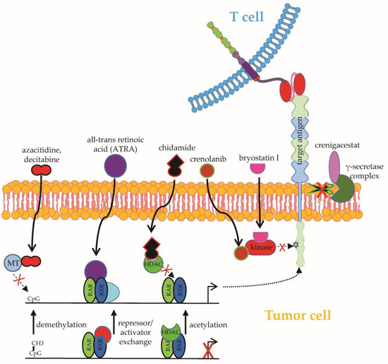 CARs and Drugs: Pharmacological Ways of Boosting CAR-T-Cell Therapy