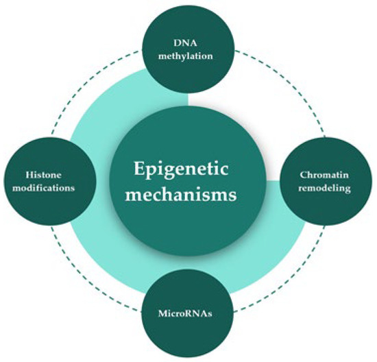 Methyl Donors, Epigenetic Alterations, and Brain Health: Understanding the Connection