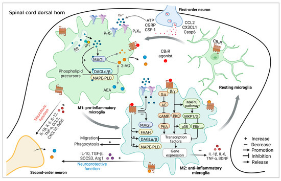 Microglial Cannabinoid CB2 Receptors in Pain Modulation