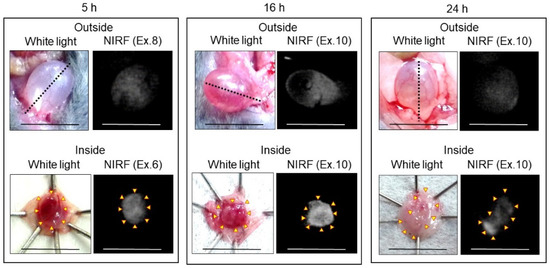 In Vivo Optical Imaging of Bladder Cancer Tissues in an MB49 Bladder ...