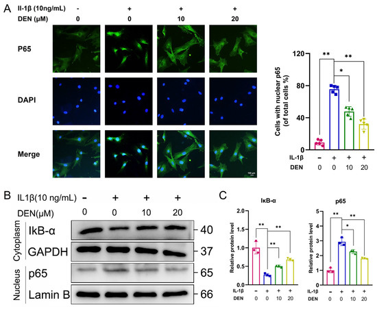 Dendrobine Alleviates Cellular Senescence and Osteoarthritis via the ...