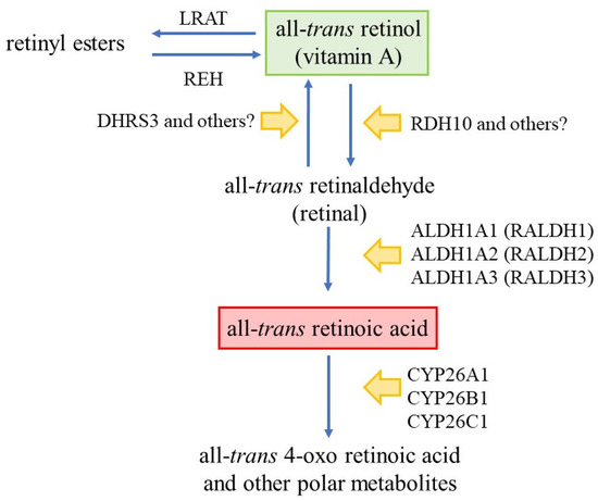 Targeting the Retinoic Acid Pathway to Eradicate Cancer Stem Cells