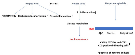 The Effects of Viruses on Insulin Sensitivity and Blood–Brain Barrier ...