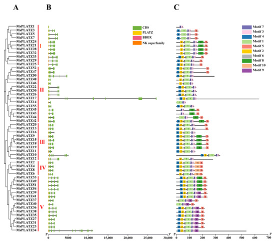 Genome-Wide Identification and Phylogenetic and Expression Analyses of ...