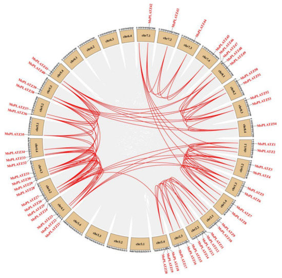 Genome-Wide Identification and Phylogenetic and Expression Analyses of ...