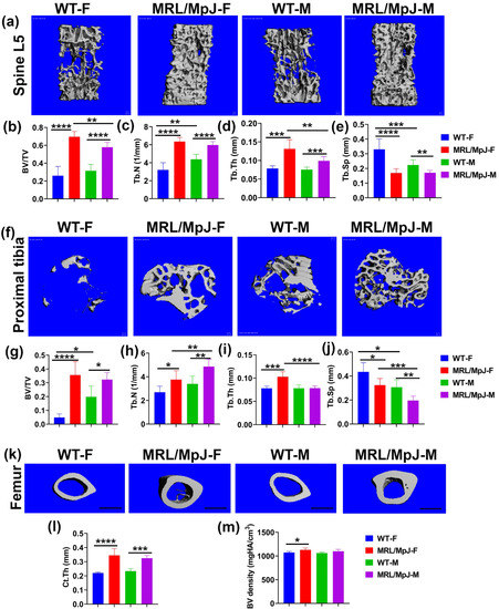 IJMS | Free Full-Text | MRL/MpJ Mice Resist to Age-Related and Long ...