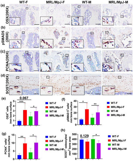 IJMS | Free Full-Text | MRL/MpJ Mice Resist to Age-Related and Long ...