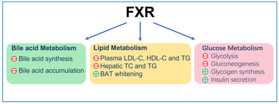 Role of FXR in Renal Physiology and Kidney Diseases