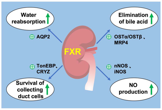 Role of FXR in Renal Physiology and Kidney Diseases