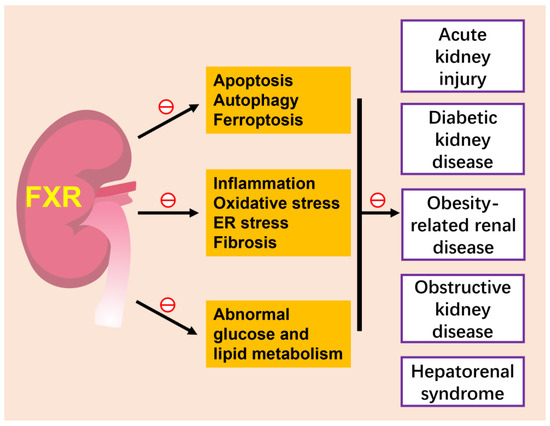Role of FXR in Renal Physiology and Kidney Diseases