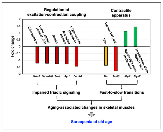 Fiber-Type Shifting in Sarcopenia of Old Age: Proteomic Profiling of ...