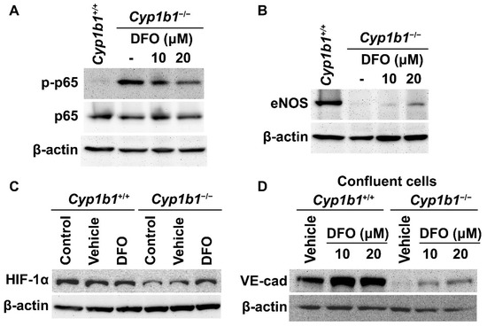 Cytochrome P450 1B1 Expression Regulates Intracellular Iron Levels and ...