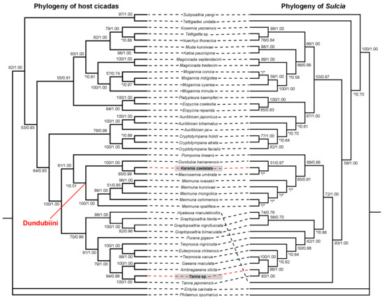 A Study on Symbiotic Systems of Cicadas Provides New Insights into ...