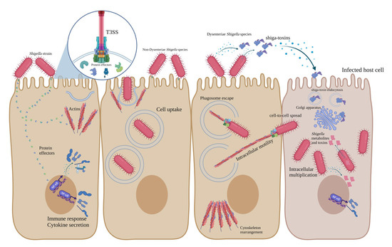 Molecular Mechanisms of Shigella Pathogenesis; Recent Advances