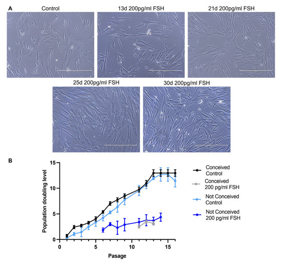 IJMS | Free Full-Text | The Effects of the Follicle-Stimulating Hormone ...