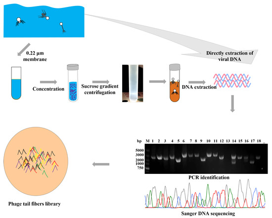 Phage Engineering for Targeted Multidrug-Resistant Escherichia coli