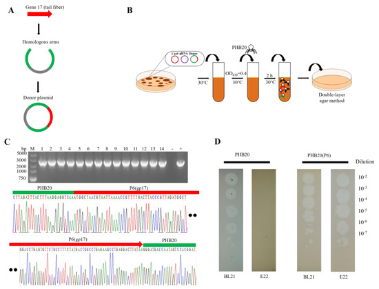 Phage Engineering for Targeted Multidrug-Resistant Escherichia coli